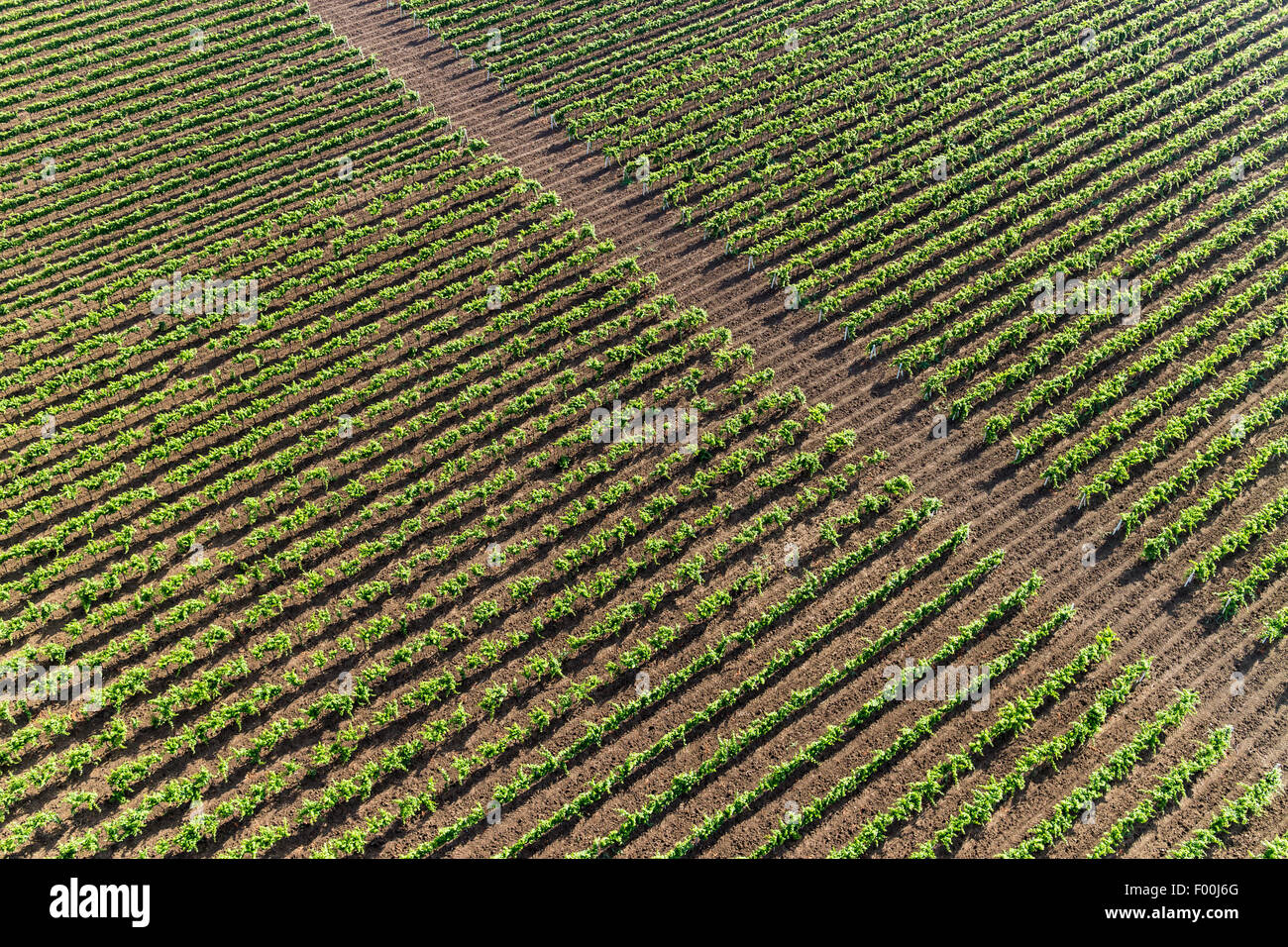 aerial view of a vineyard Stock Photo - Alamy