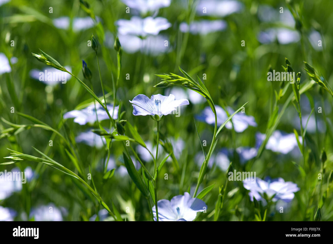 Lein; Linum; perenne Stock Photo - Alamy