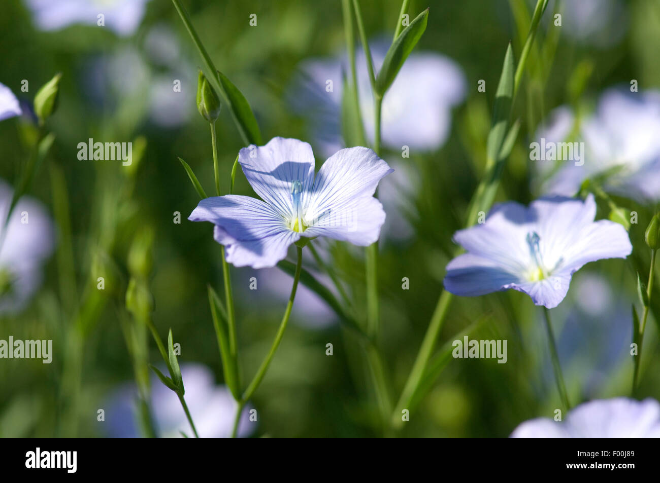 Lein; Linum; perenne Stock Photo - Alamy