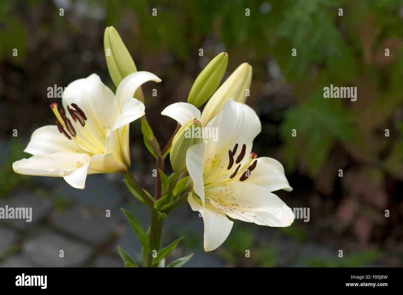 Madonnen-Lilie, Lilium, candidum Stock Photo - Alamy