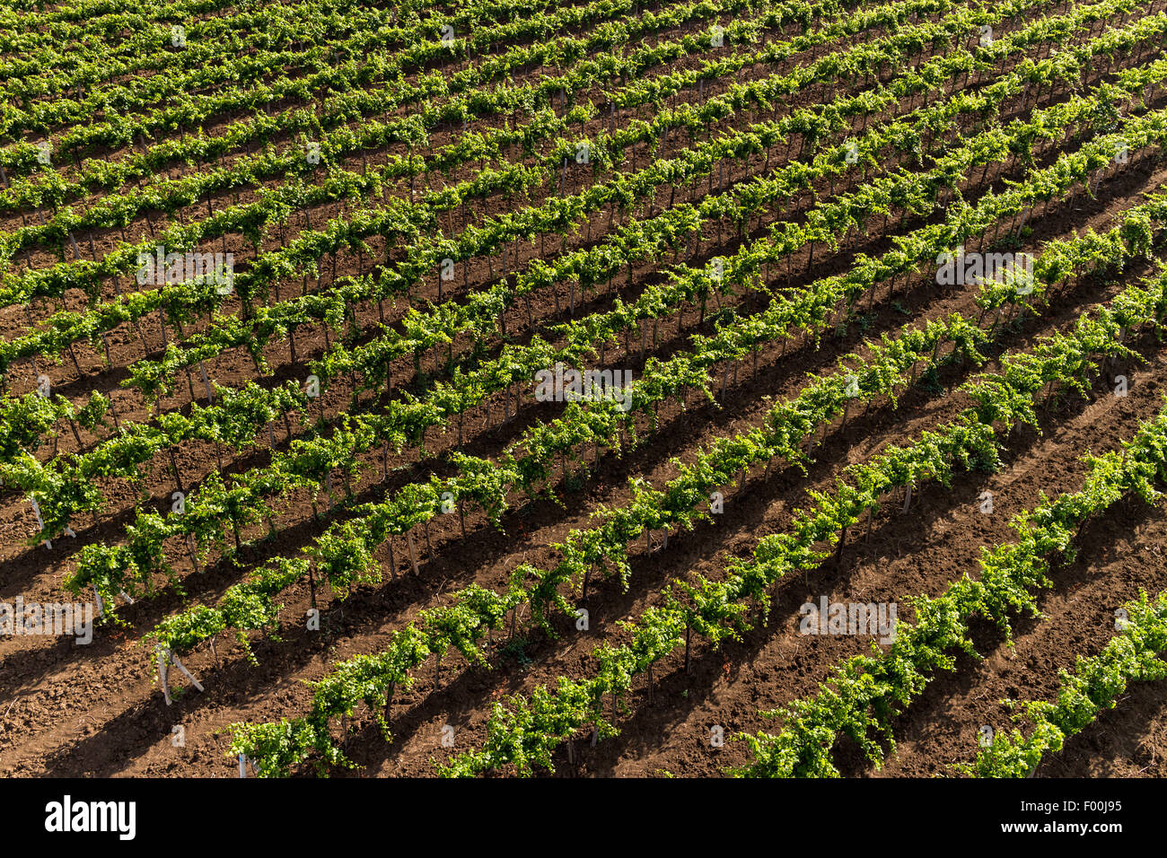 aerial view of a vineyard Stock Photo - Alamy