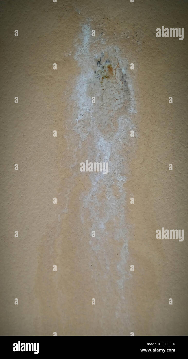 Water stains on the concrete wall at the leak Stock Photo - Alamy