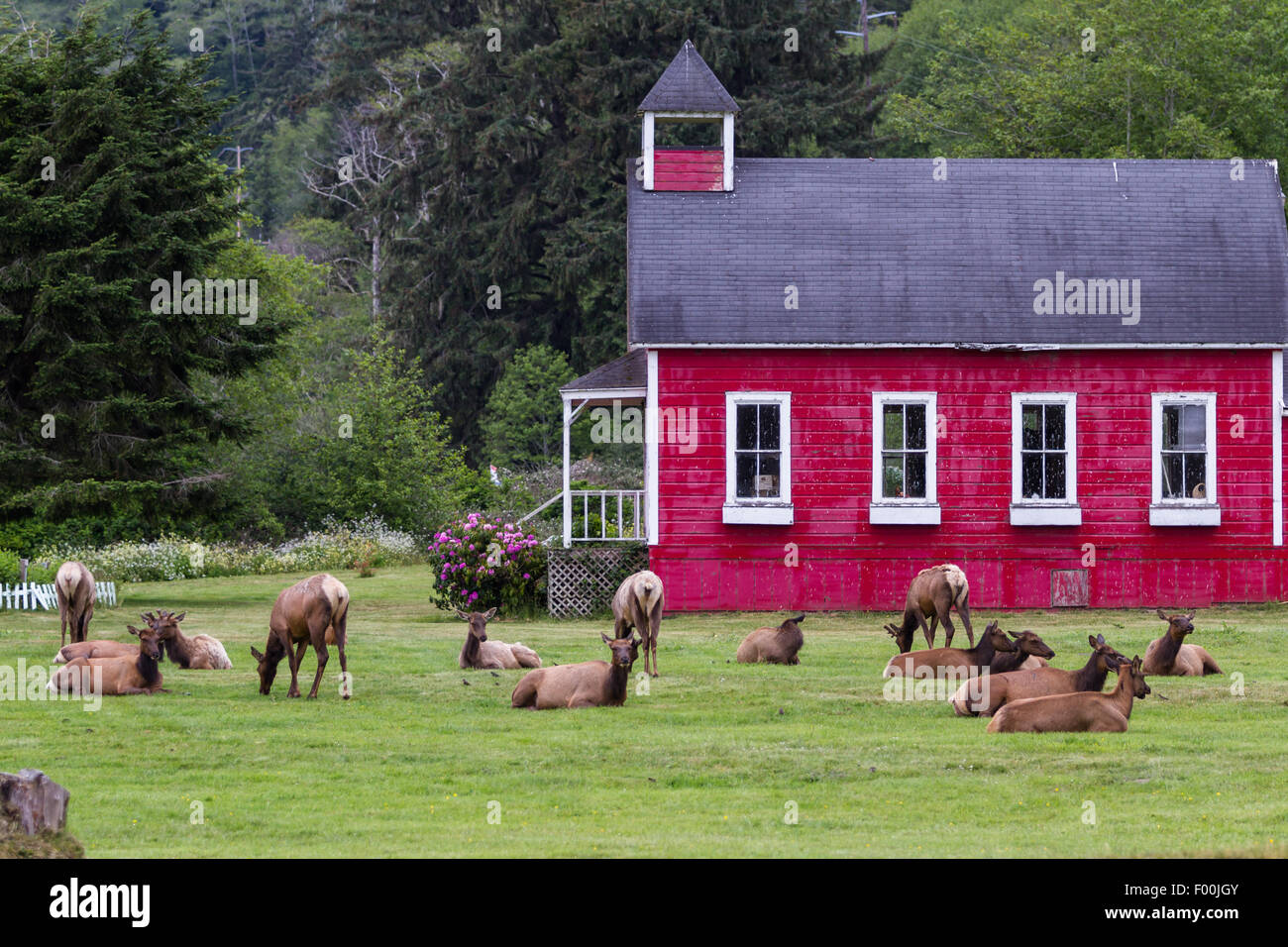 herd of roosevelt elk relaxing on green spring grass in northern ...