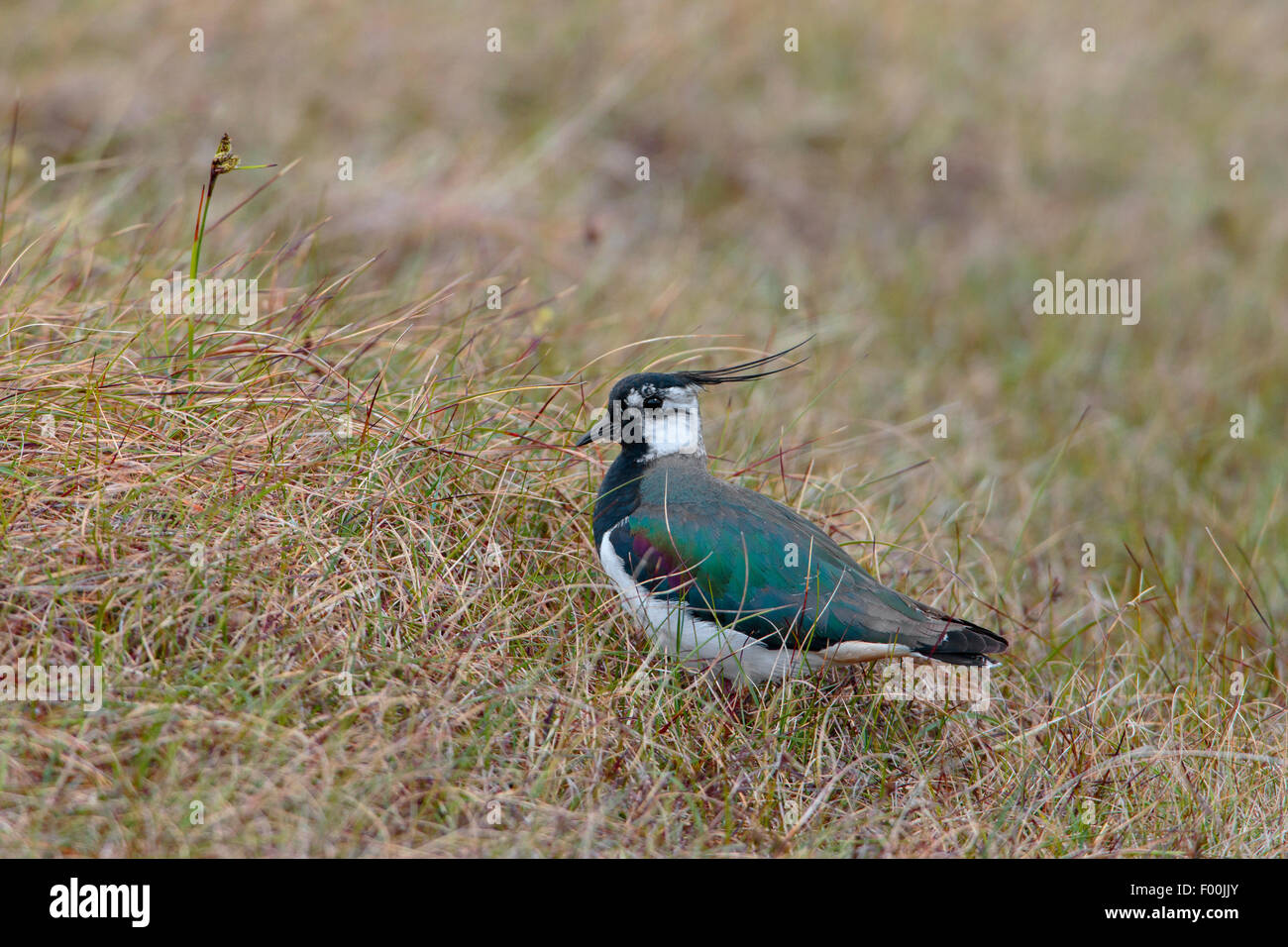 Northern lapwing nest hi-res stock photography and images - Alamy