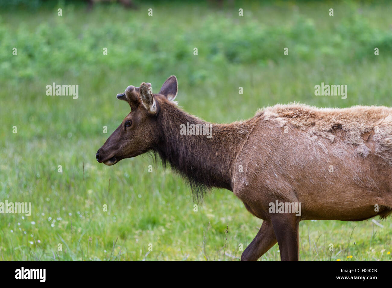 young wild elk feeding on green spring grass in northern California ...