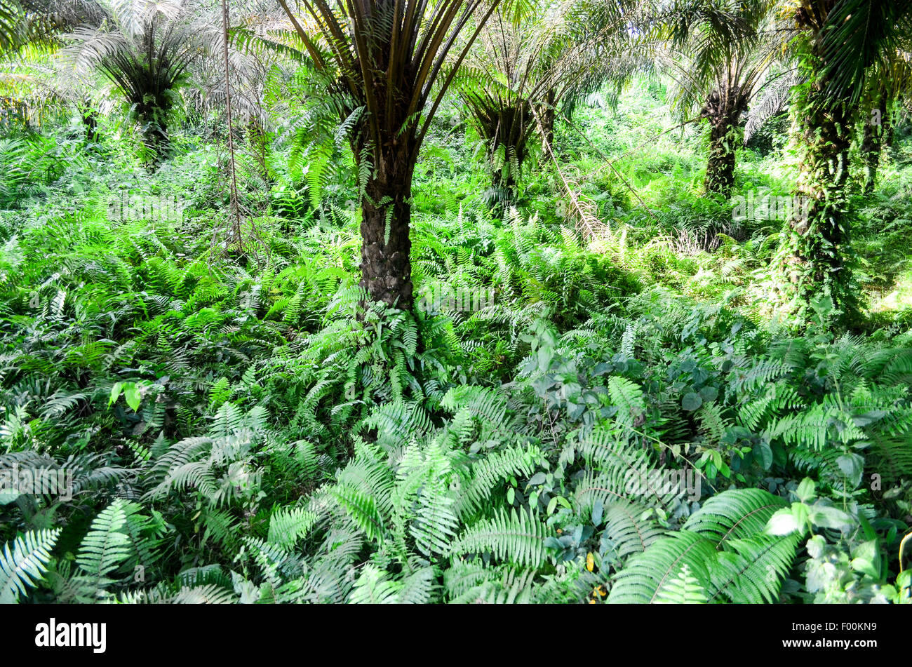 Ghana palm tree hi-res stock photography and images - Alamy