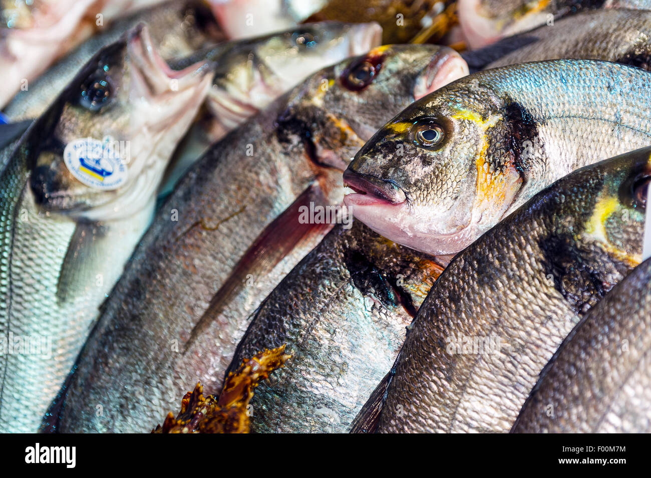 East european bream hi-res stock photography and images - Alamy