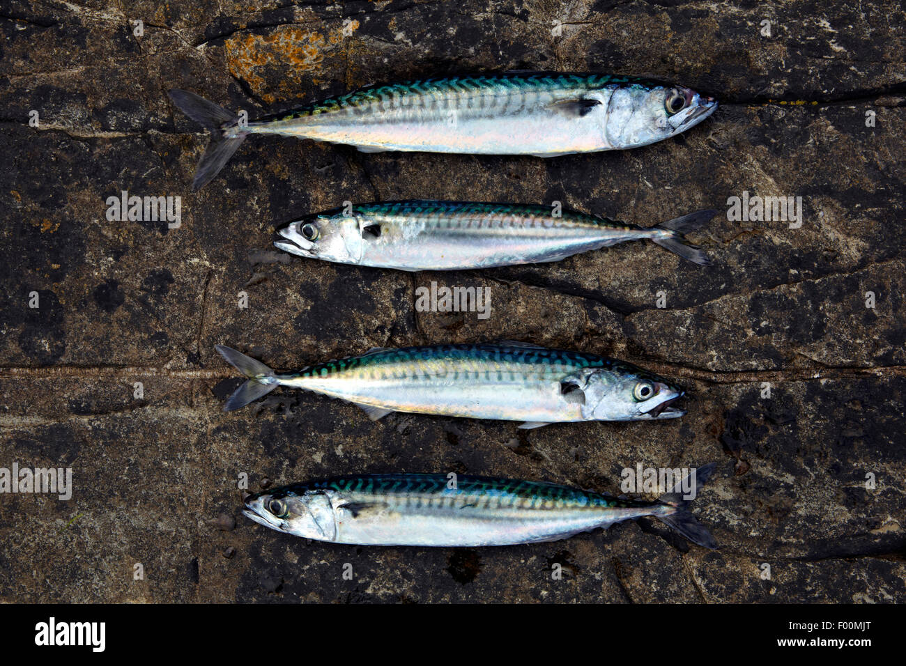 Four Atlantic mackerel (Scomber scombrus) lying on the rocks of a Welsh ...