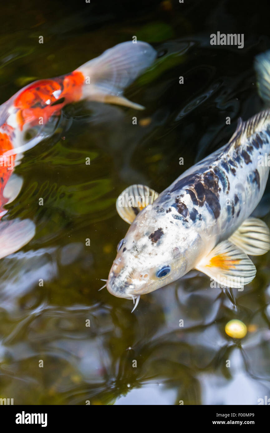 close up of a Japanese koi fish in a shallow man made pond Stock Photo ...