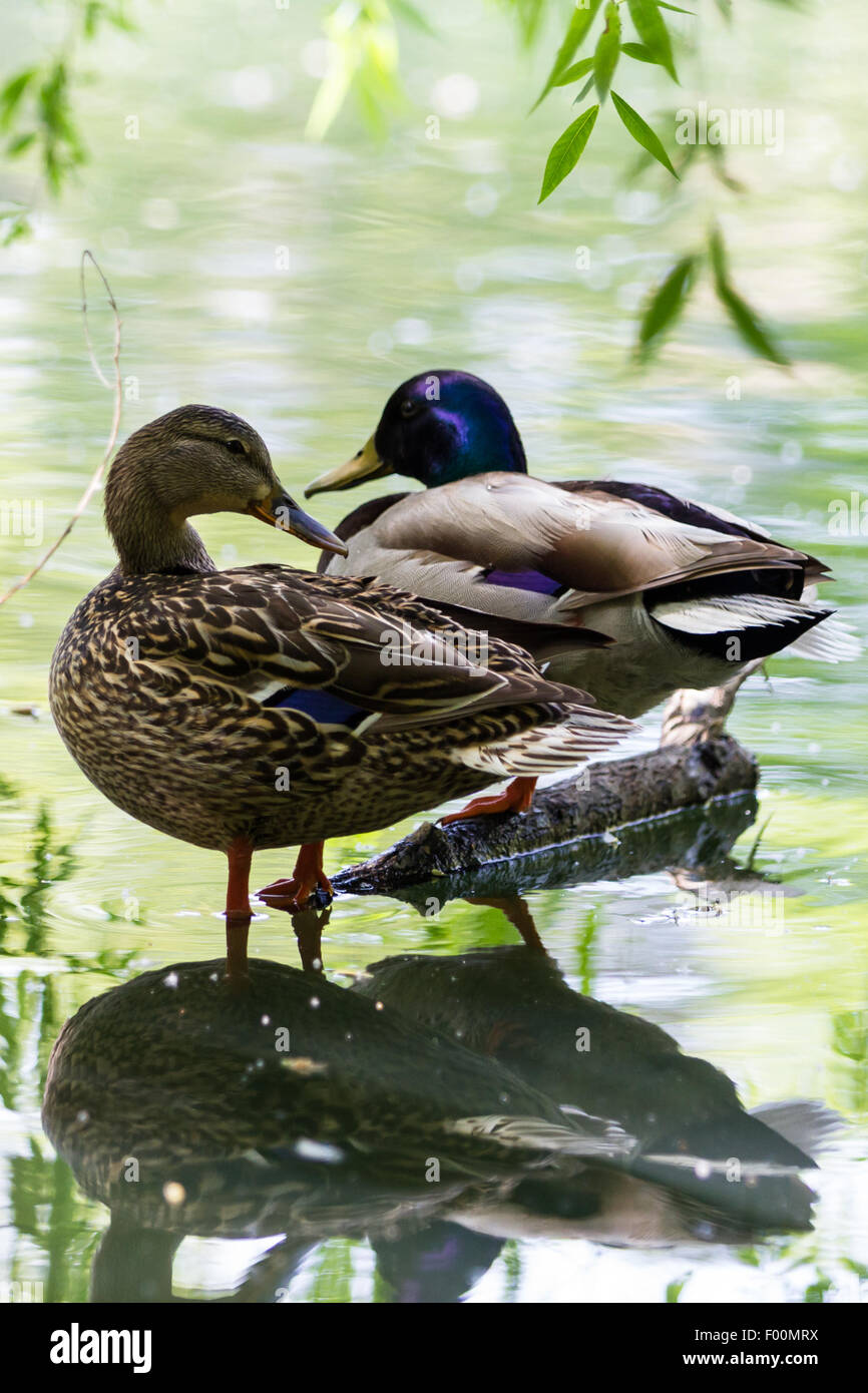 close up of a pair of ducks on a pond with a green spring reflection ...