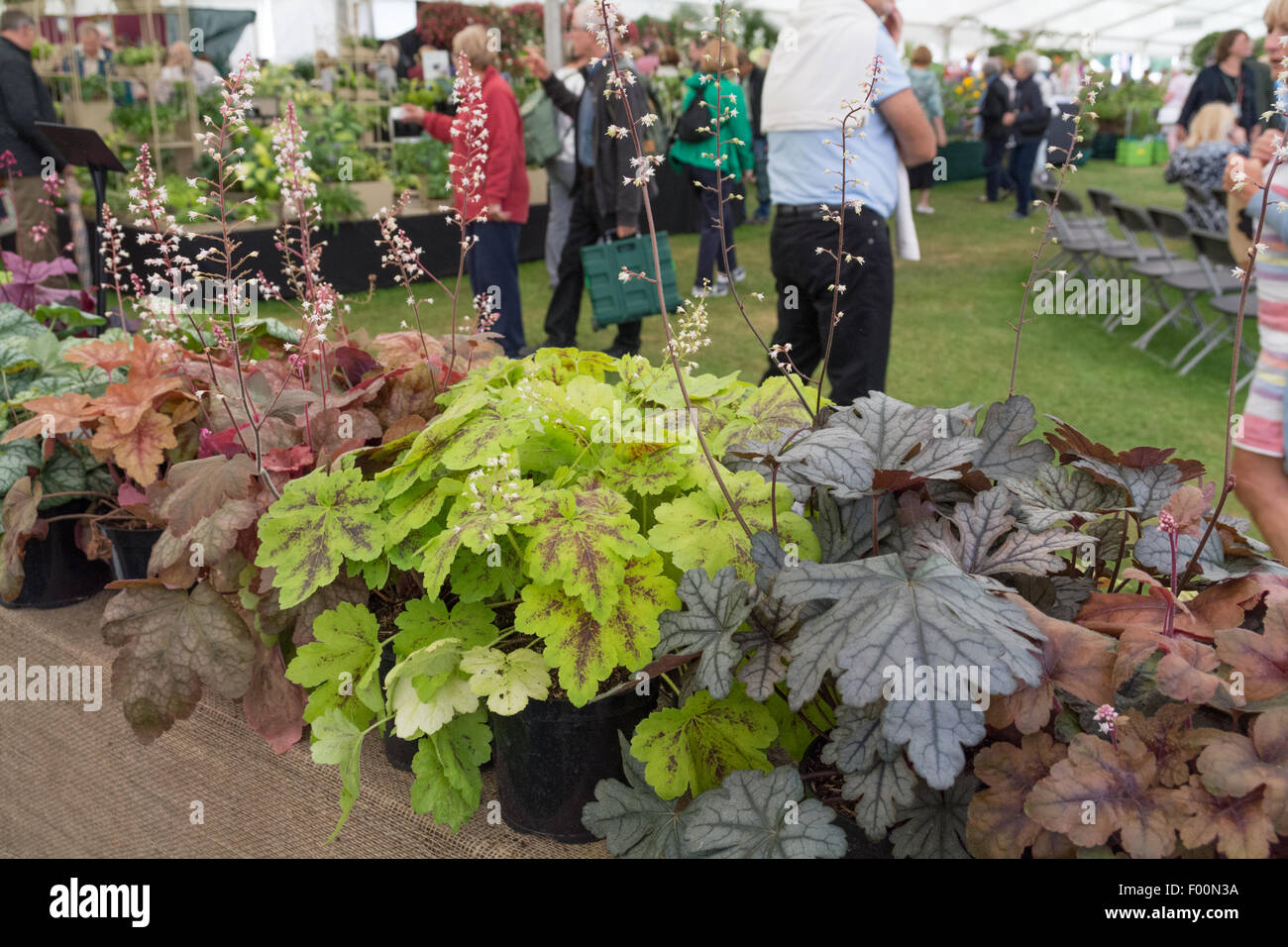 Display of heuchera plants at the RHS Tatton flower show 2015 Stock ...