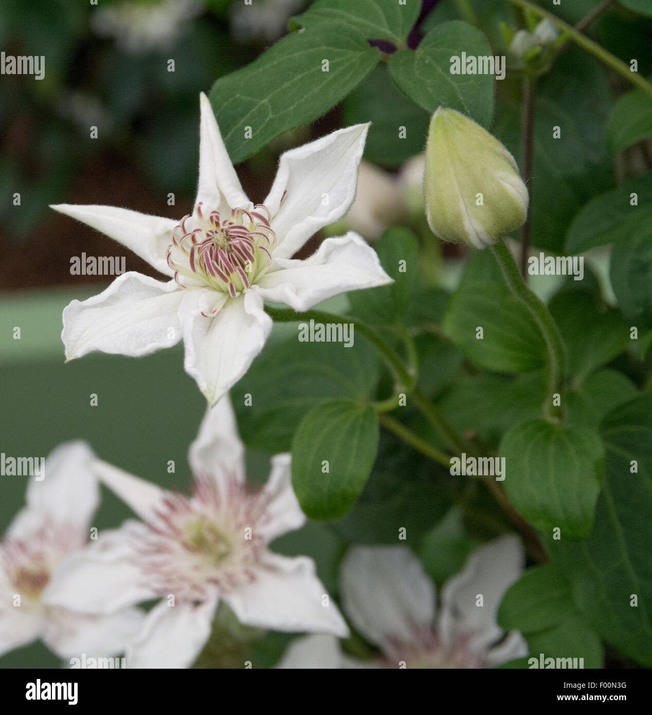 Close of white flowers of Clematis Destiny plant Stock Photo - Alamy