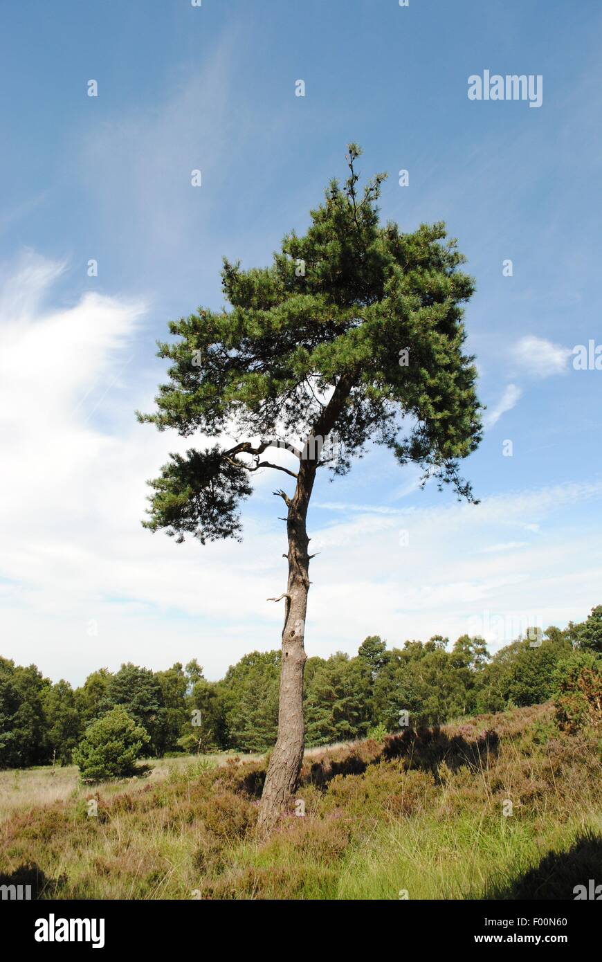 Old lodge nature reserve ashdown hi-res stock photography and images ...