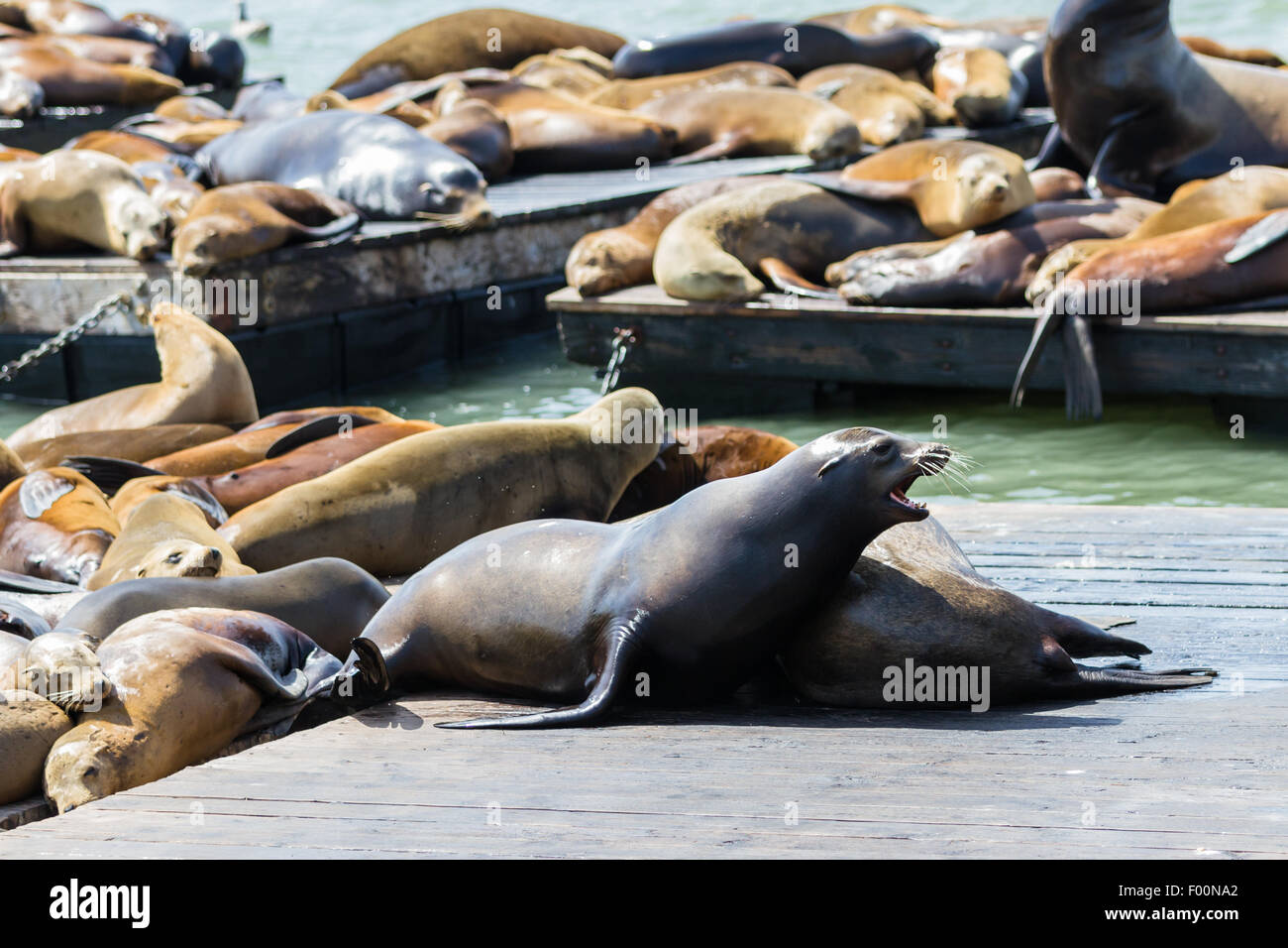 Group of California Sea Lions sun bathing on the floating docks in San ...