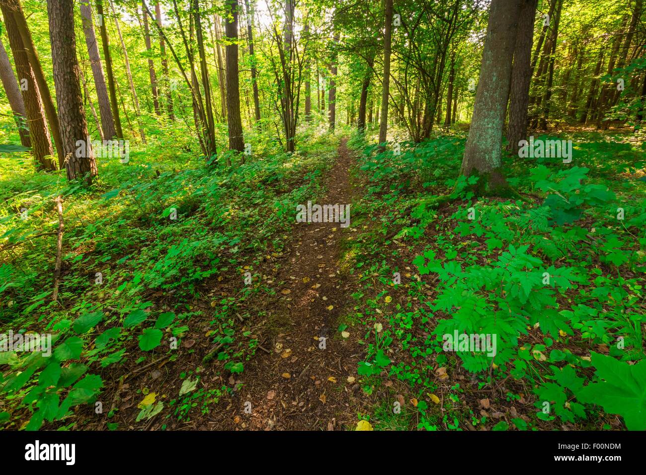 Sunlight In Deciduous Forest, Summer Nature. Sunny Trees Of Wild Forest ...