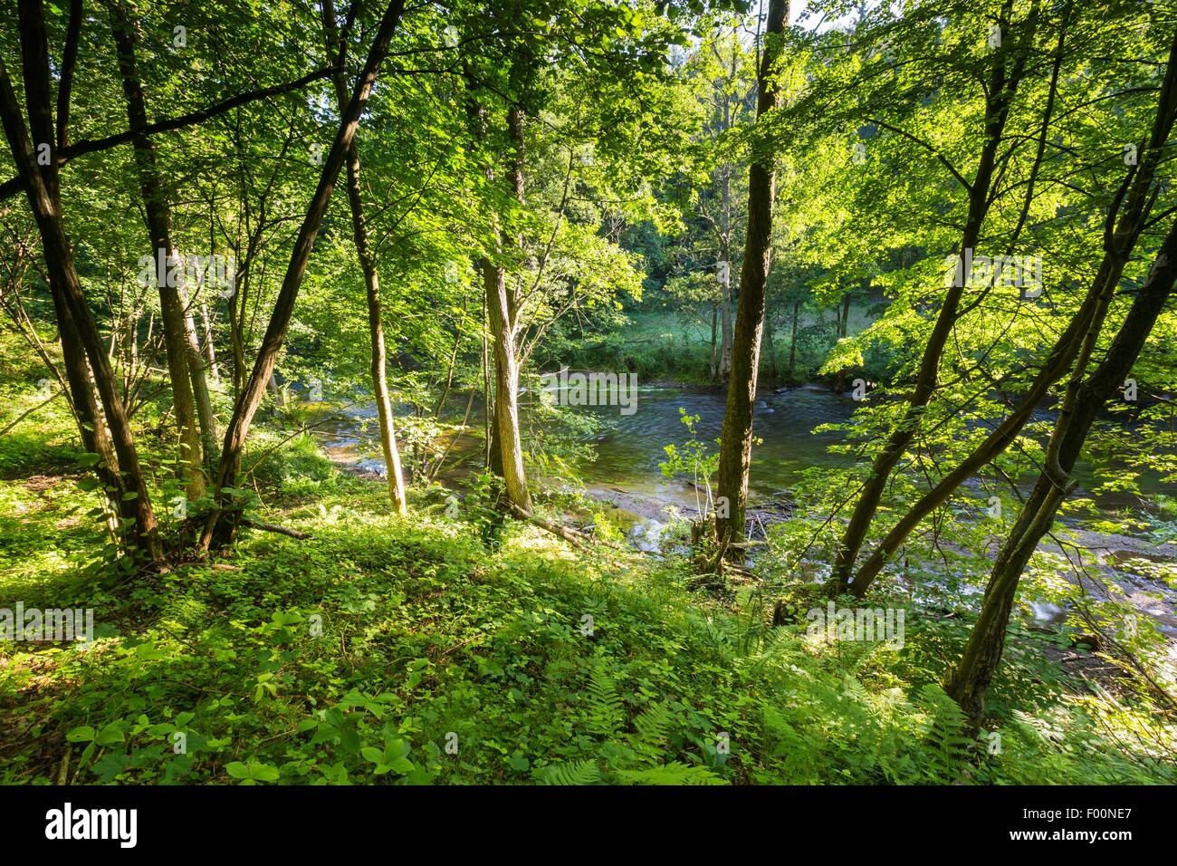 Sunlight In Deciduous Forest, Summer Nature. Sunny Trees Of Wild Forest ...