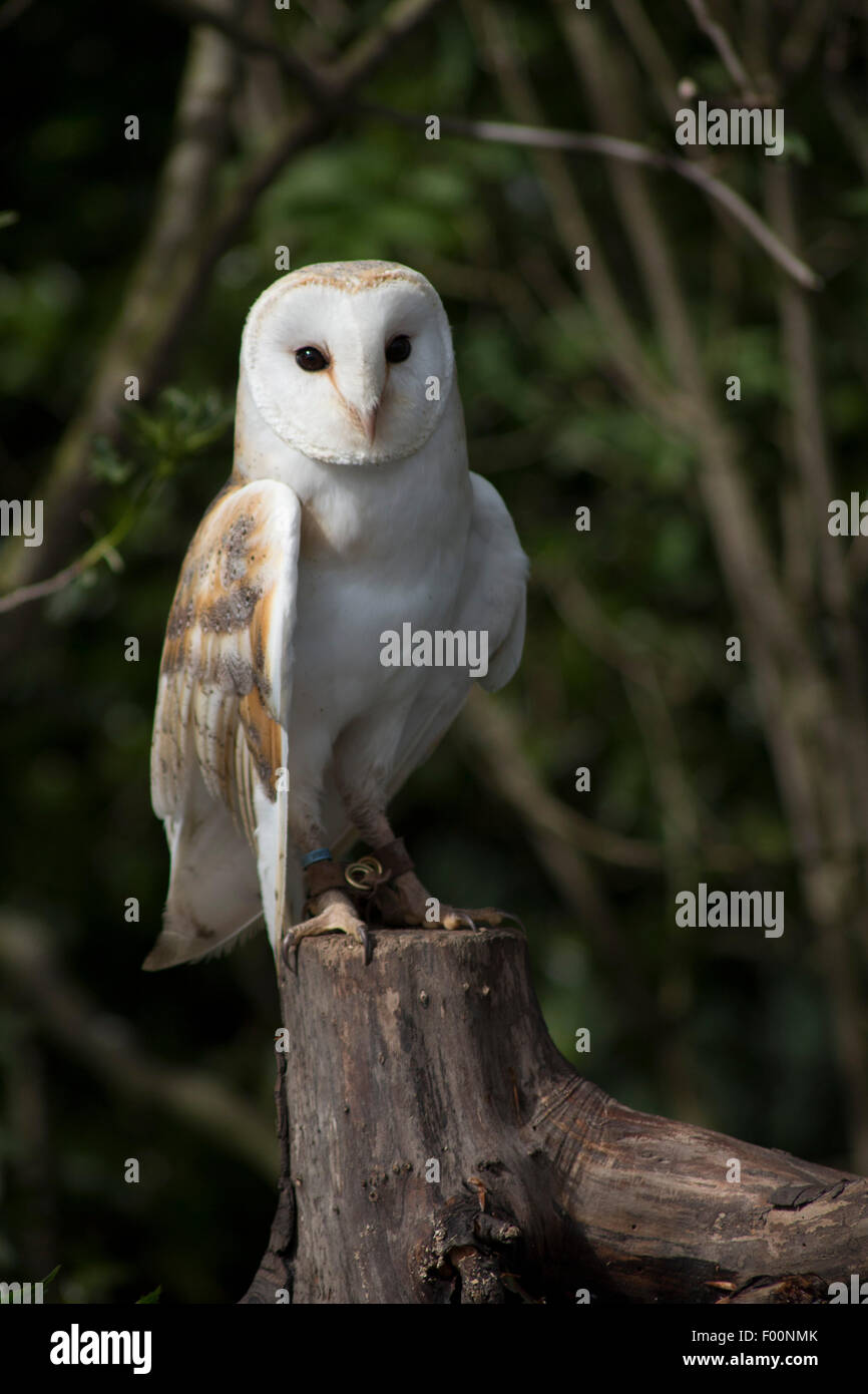 A portrait photograph of a Barn Owl Stock Photo - Alamy