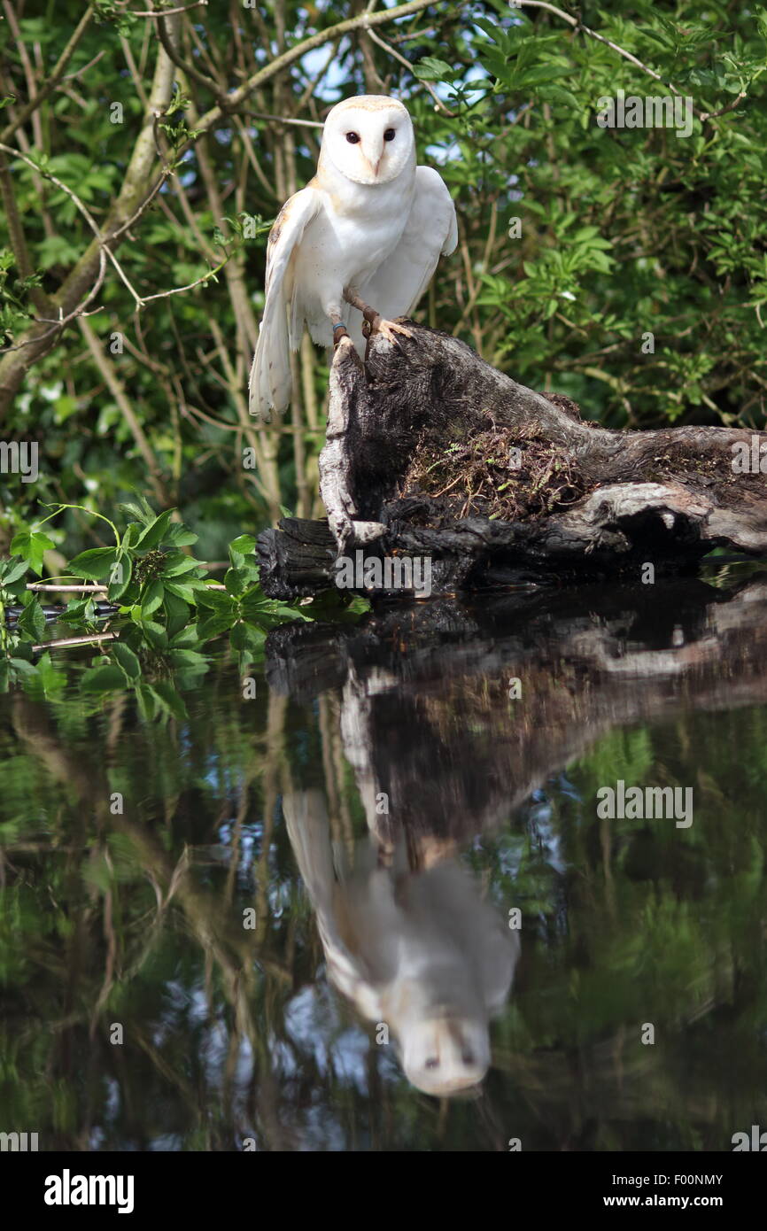 A portrait of a Barn Owl with its reflection in water Stock Photo - Alamy