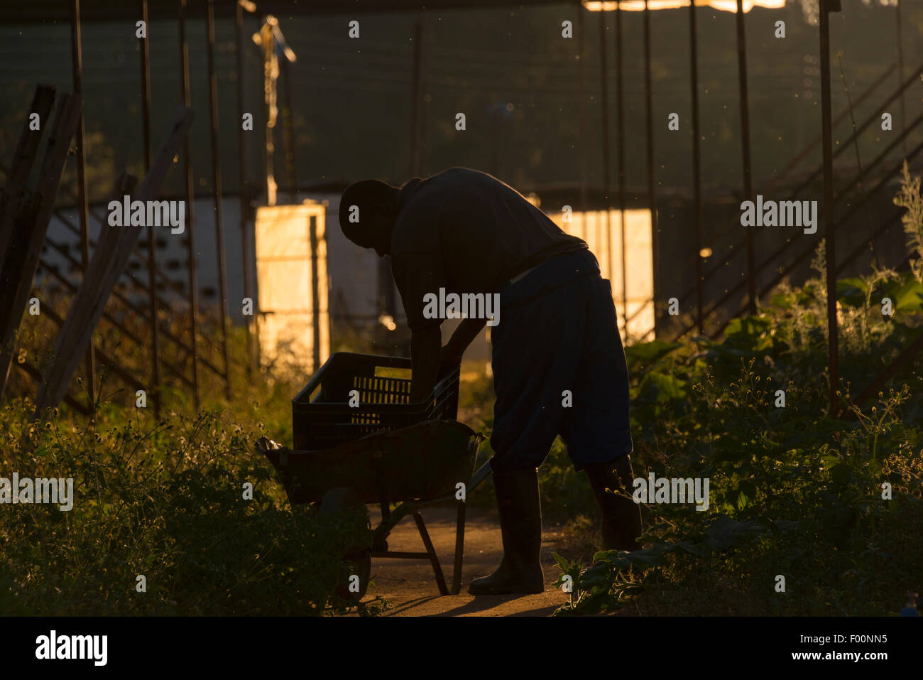 Loading vegetables hi-res stock photography and images - Alamy