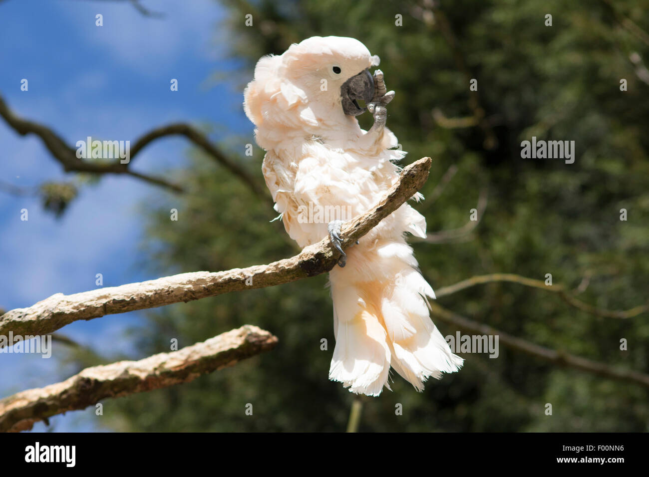 A landscape photograph of a Cockatoo standing on a tree branch Stock ...