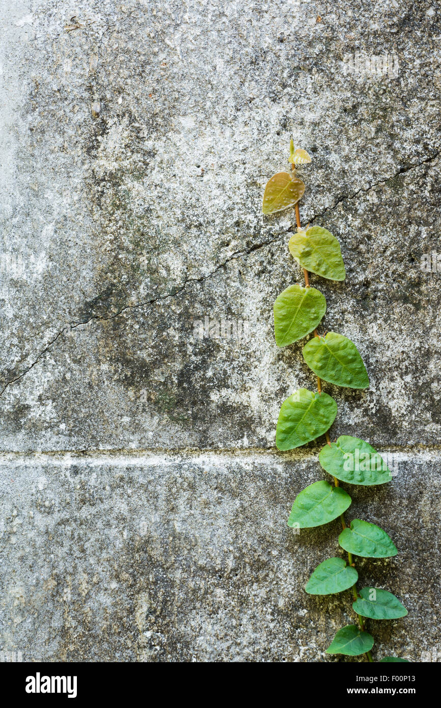 Climbing Fig Plant High Resolution Stock Photography and Images - Alamy