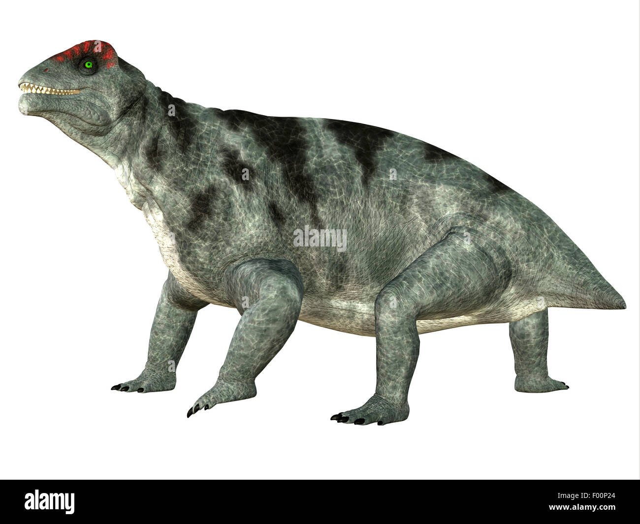 Moschops capensis Cut Out Stock Images & Pictures - Alamy