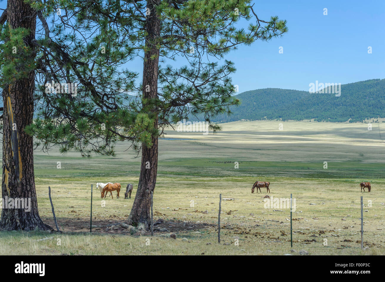 Baca ranch hi-res stock photography and images - Alamy