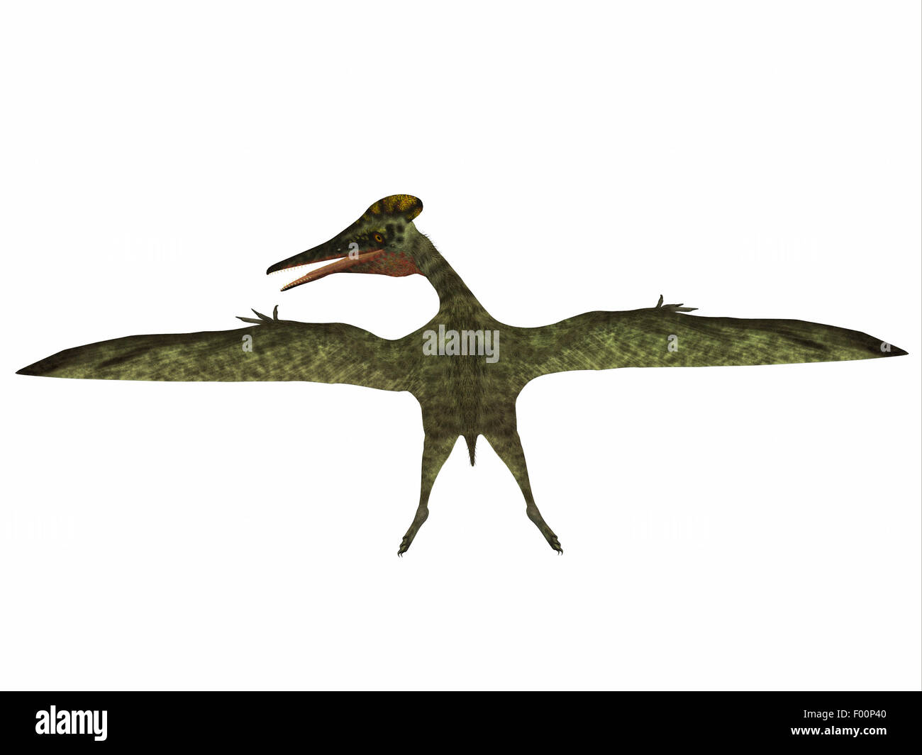 Pterodactyl hi-res stock photography and images - Alamy