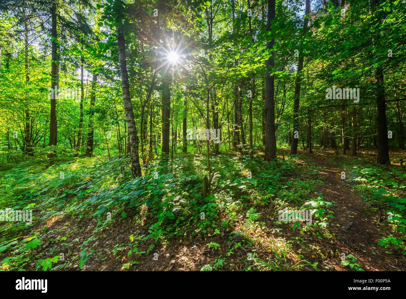 Sunlight In Deciduous Forest, Summer Nature. Sunny Trees Of Wild Forest ...