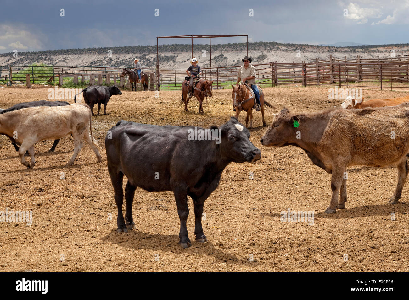 Cattle Stockyard - Utah Stock Photo - Alamy