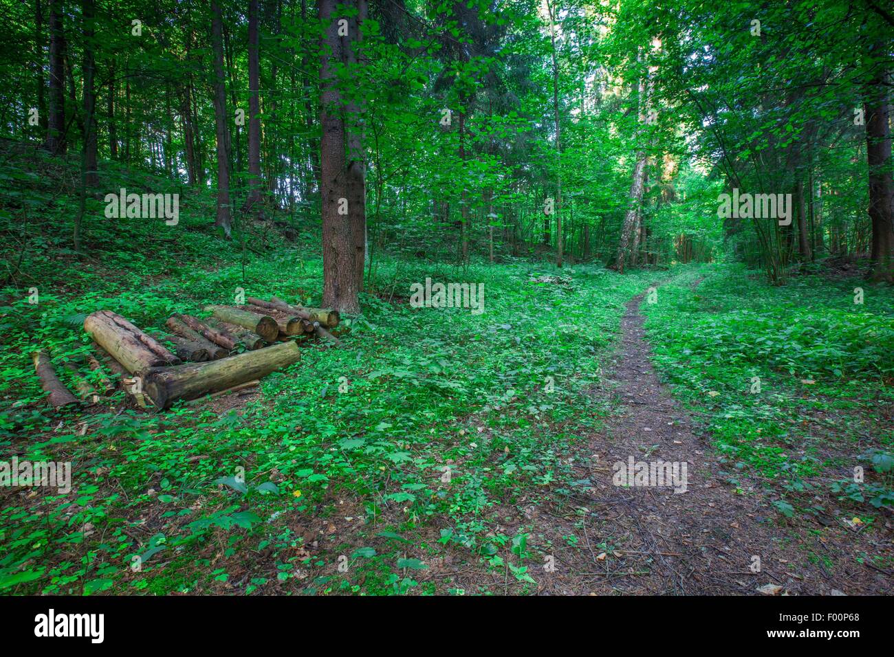 Sunlight In Deciduous Forest, Summer Nature. Sunny Trees Of Wild Forest ...