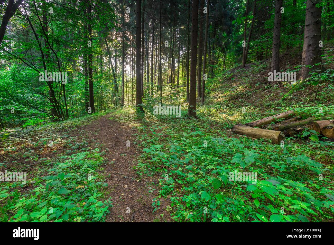 Sunlight In Deciduous Forest, Summer Nature. Sunny Trees Of Wild Forest ...