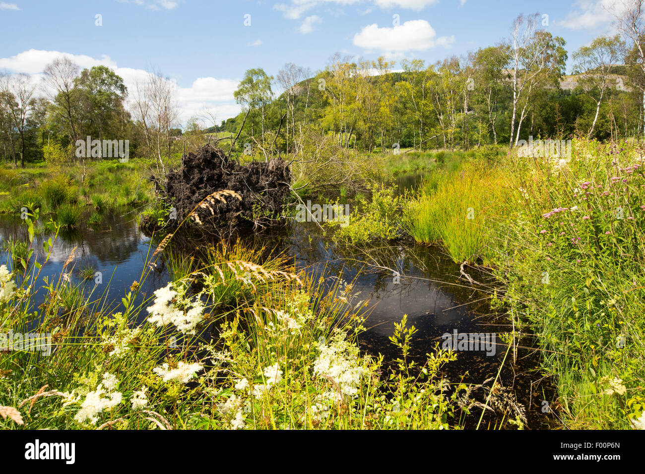 Foulshaw nature reserve, a lowland raised bog in South Cumbria, UK ...