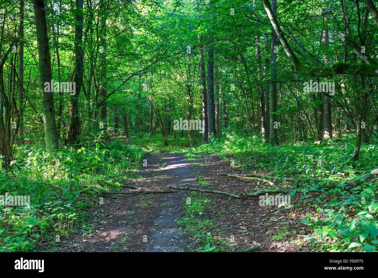 Sunlight In Deciduous Forest, Summer Nature. Sunny Trees Of Wild Forest ...