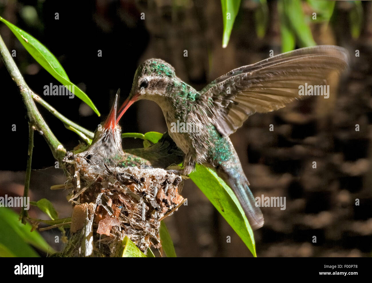 Costa's Hummingbird - Calypte costae (Female Stock Photo - Alamy