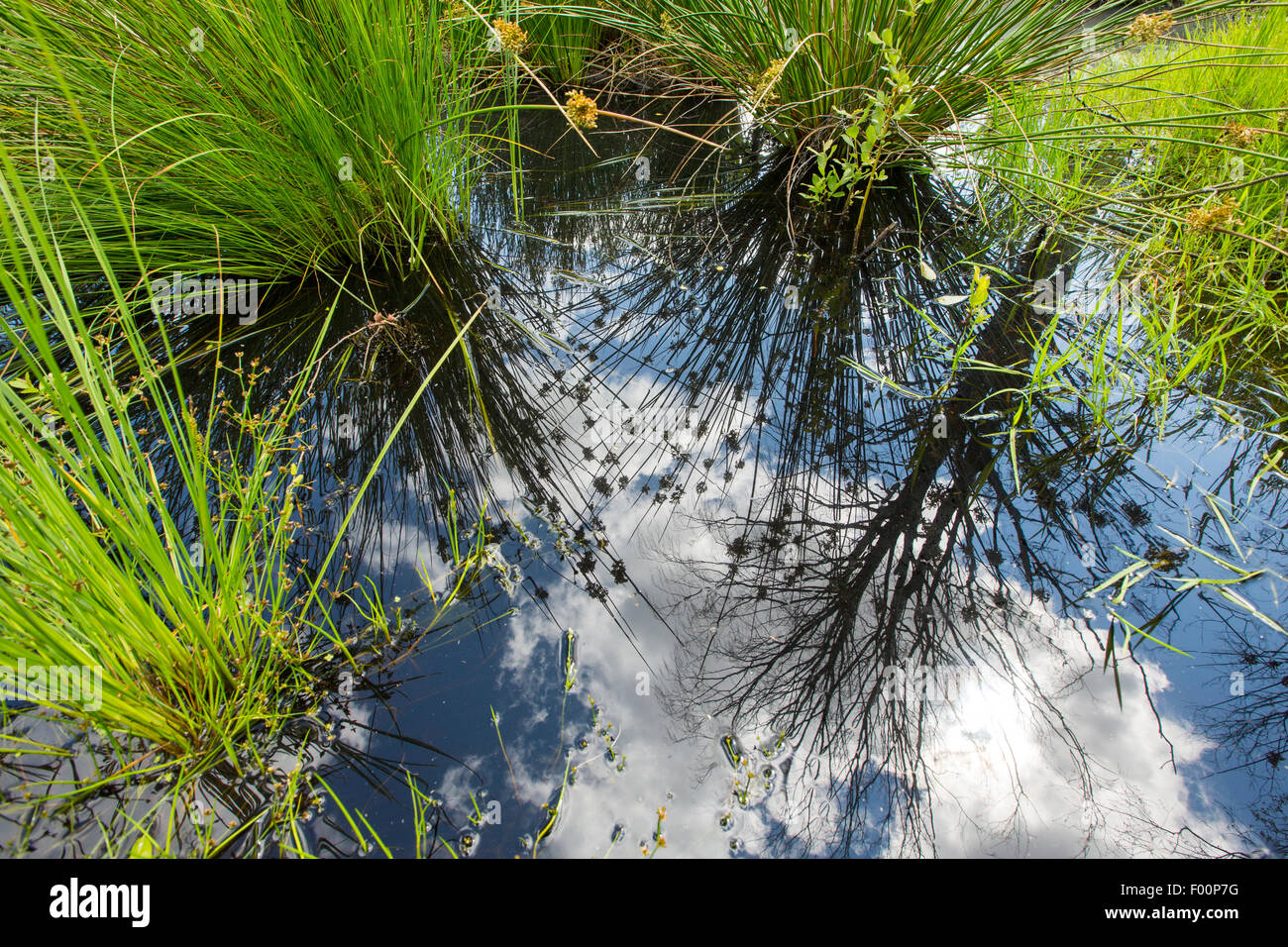 Restored peat bog uk hi-res stock photography and images - Alamy