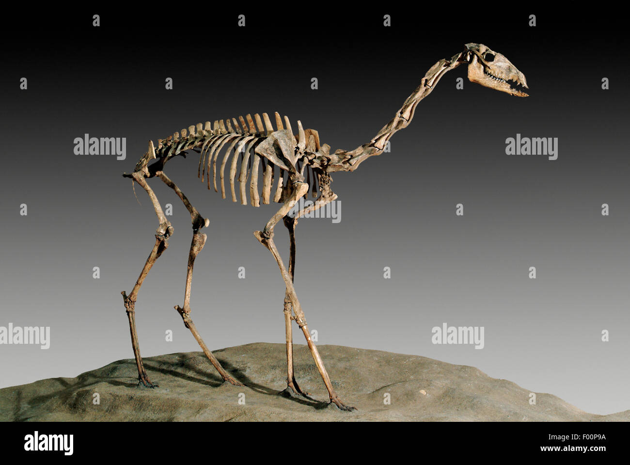 Miocene fossils hi-res stock photography and images - Alamy