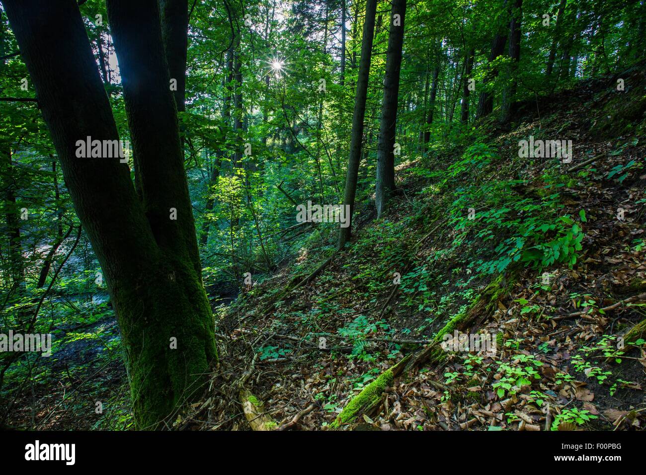 Sunlight In Deciduous Forest, Summer Nature. Sunny Trees Of Wild Forest ...