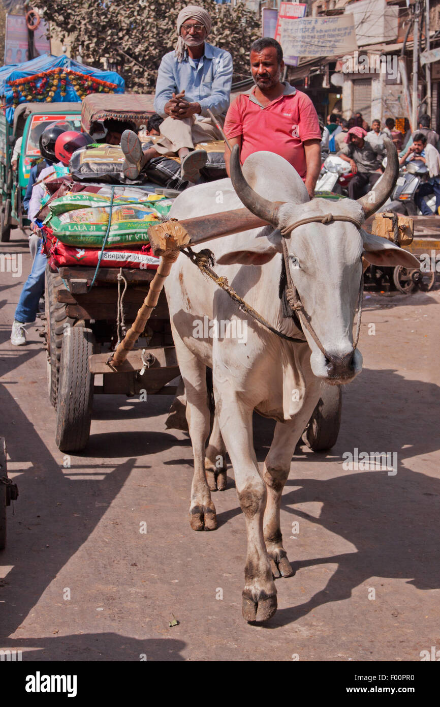 Bullock pulling a cart through the heart of the Chandni Chowk bazaar ...