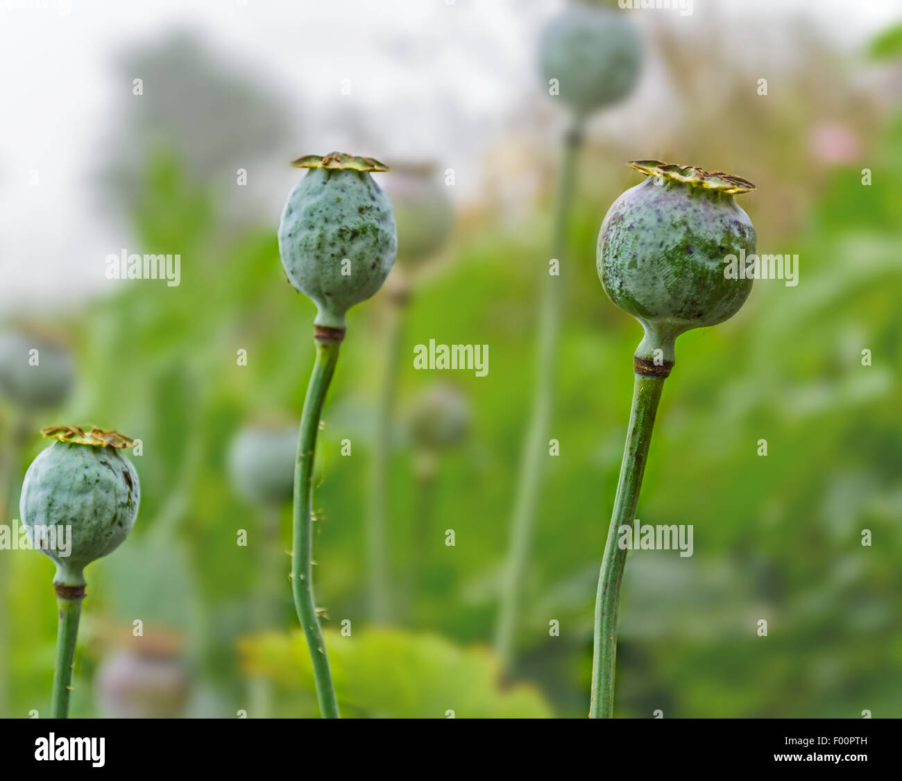 Bunch of Poppy flowers with fruit and stem with copy space Stock Photo ...