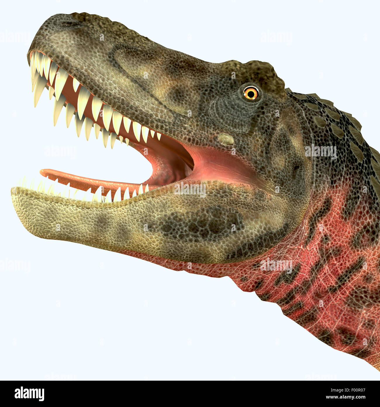 Tarbosaurus hi-res stock photography and images - Alamy