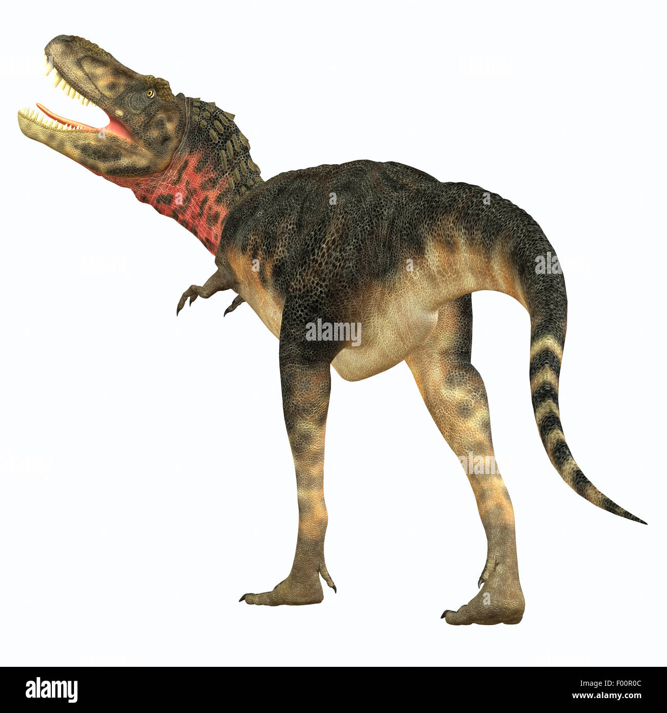 Tarbosaurus was a carnivorous theropod dinosaur that lived during the ...