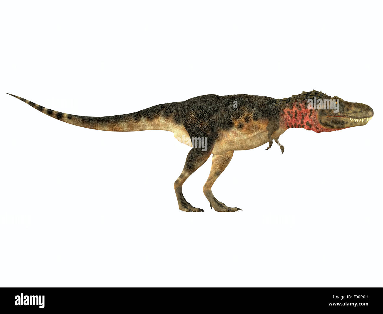 Tarbosaurus Was A Carnivorous Theropod Dinosaur That Lived During The