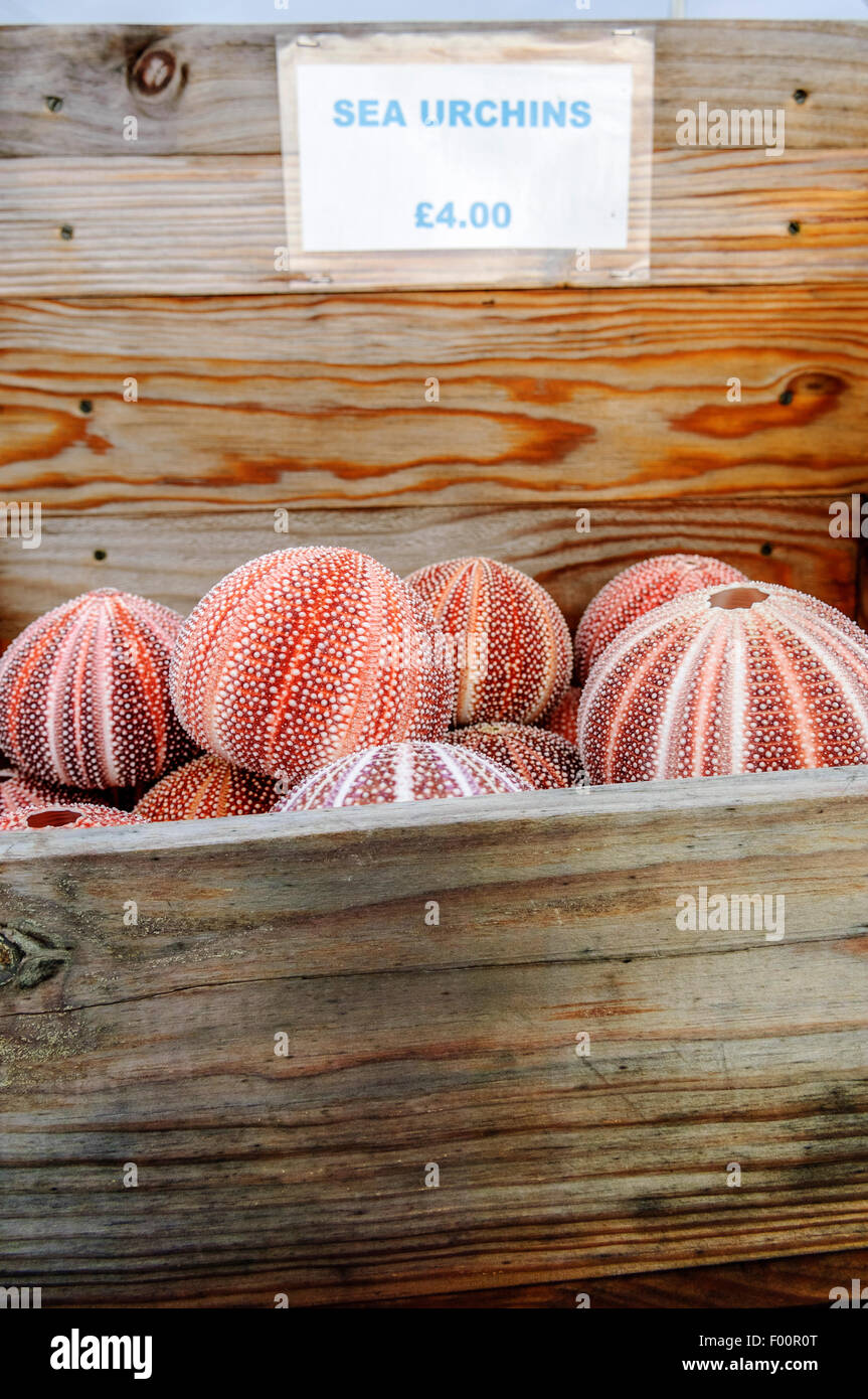 A box of Sea urchin shells for sale. Isles of Scilly. Cornwall. England ...