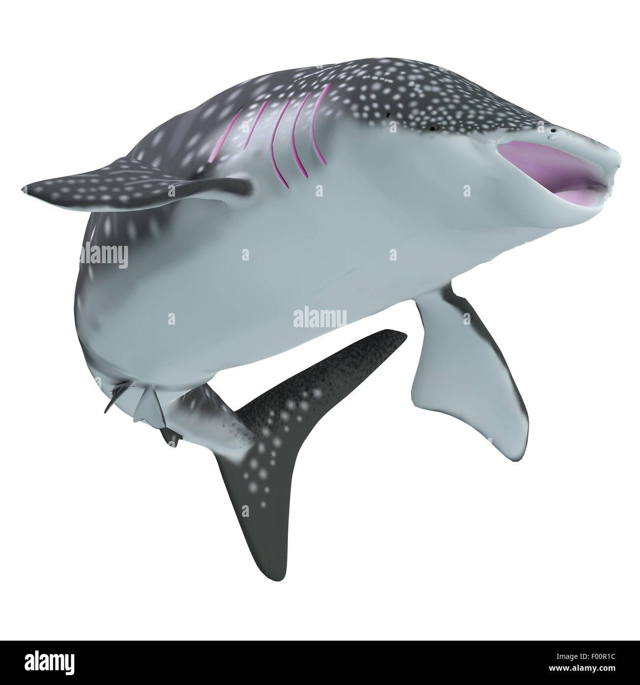 Slow moving fish hi-res stock photography and images - Alamy