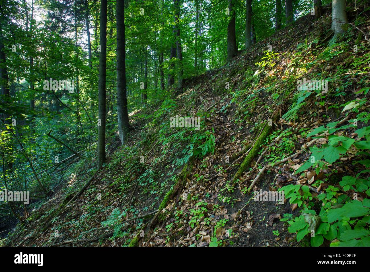 Sunlight In Deciduous Forest, Summer Nature. Sunny Trees Of Wild Forest ...