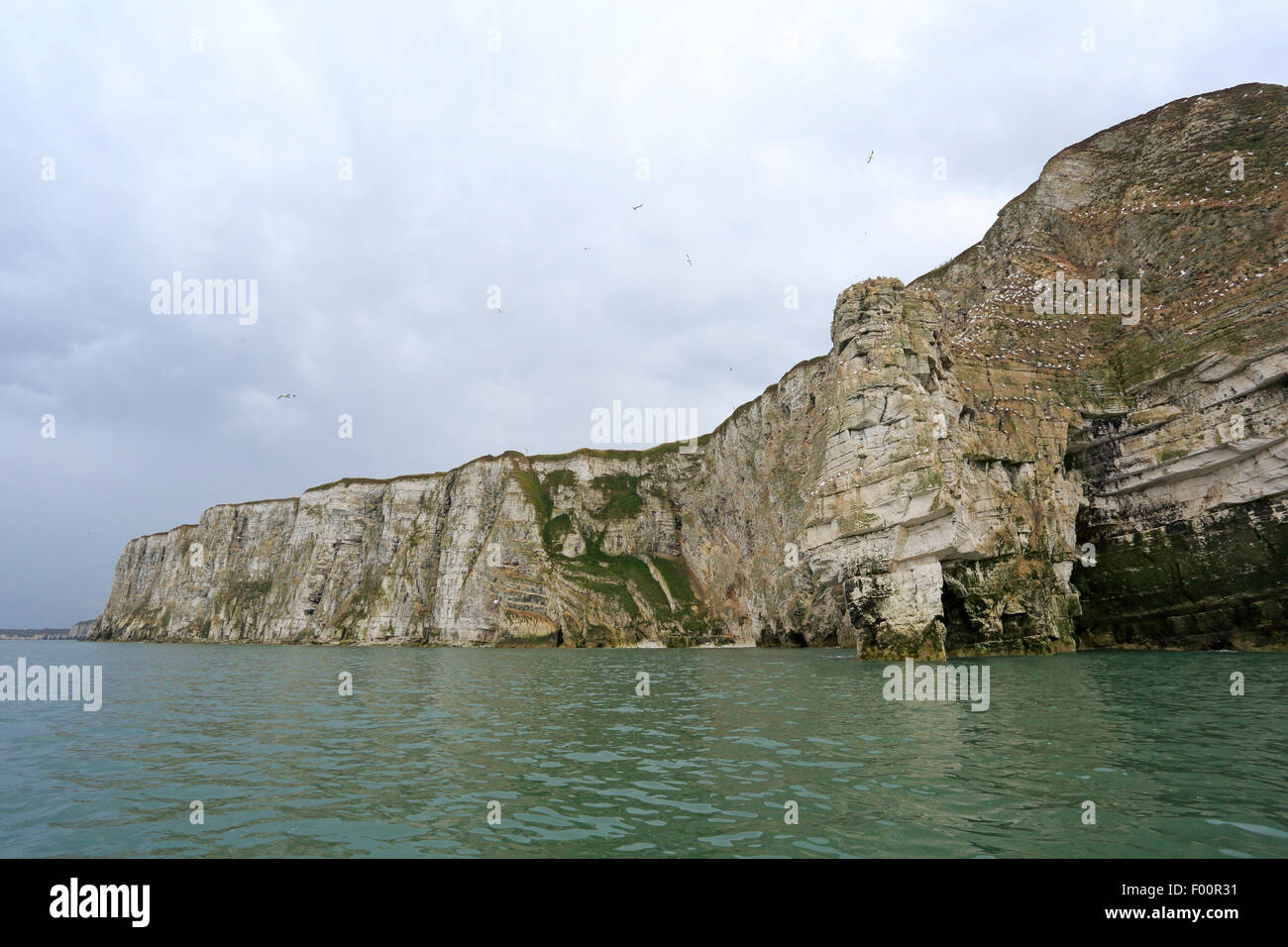 View of the sea cliffs at Bempton RSPB Reserve taken form the sea Stock ...