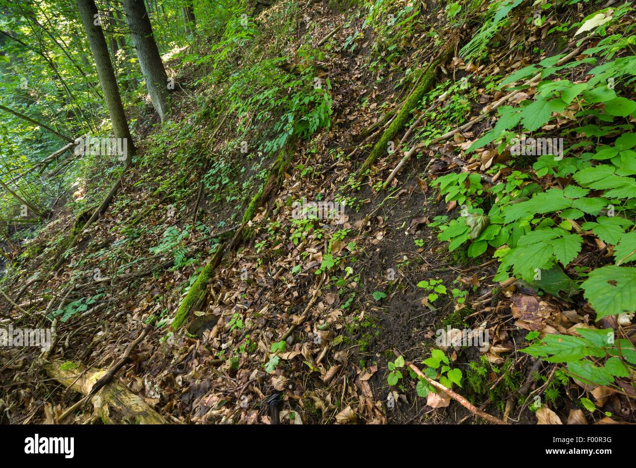 Sunlight In Deciduous Forest, Summer Nature. Sunny Trees Of Wild Forest ...