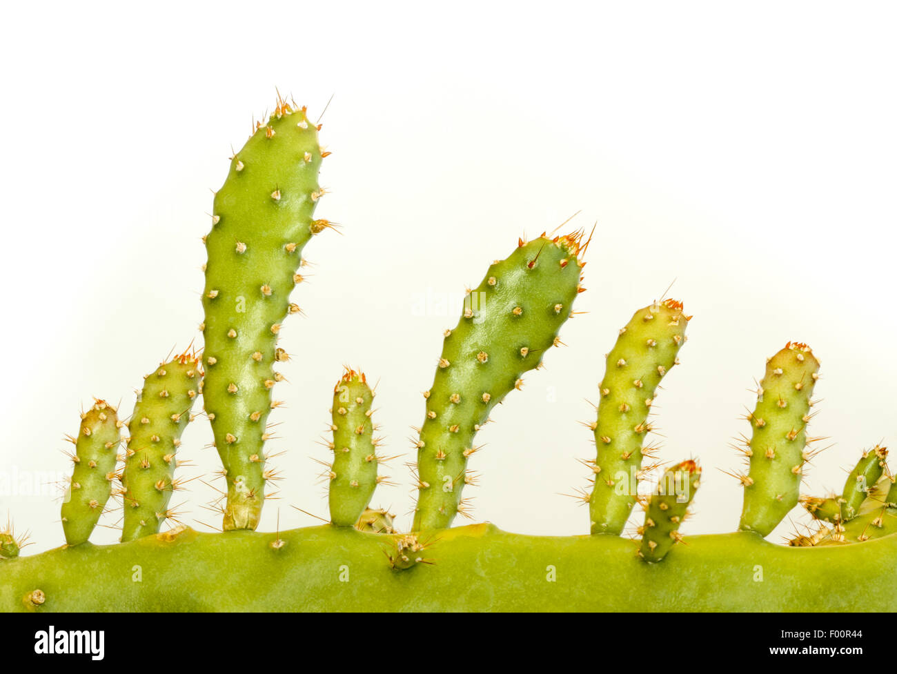 Closeup image of the main stem of a cactus and its branches pictured ...