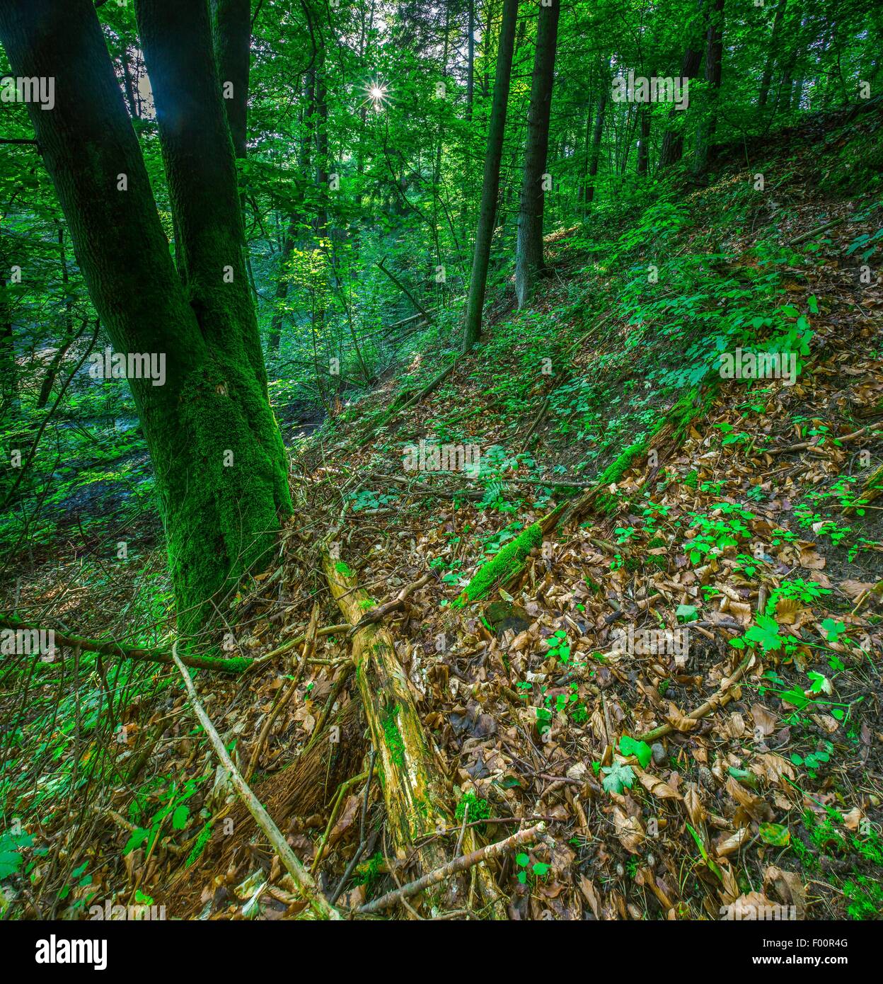 Sunlight In Deciduous Forest, Summer Nature. Sunny Trees Of Wild Forest ...